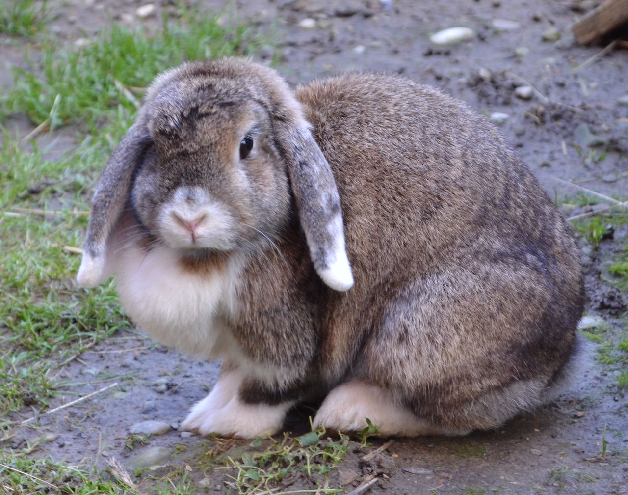 Hasen/Kaninchen – Zuflucht für Tiere im Allgäu e.V.