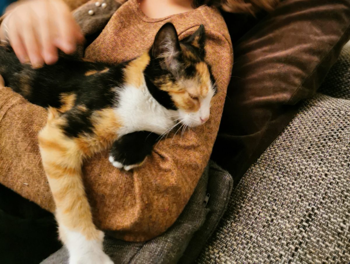 Katzen (privat) – Zuflucht für Tiere im Allgäu e.V.